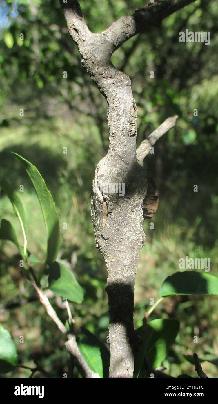 tamboti (Spirostachys africana Stock Photo - Alamy
