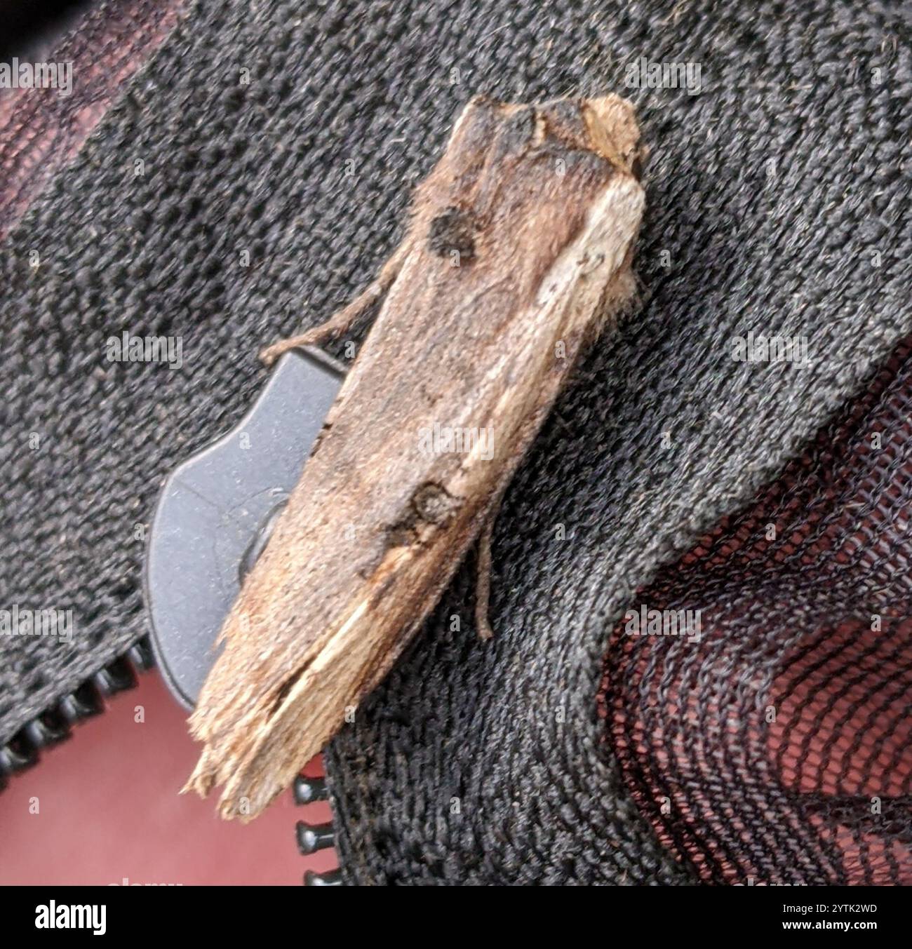 Dot-and-Dash Swordgrass Moth (Xylena curvimacula Stock Photo - Alamy