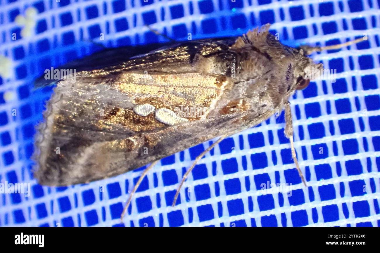 Tomato Looper (Chrysodeixis chalcites Stock Photo - Alamy