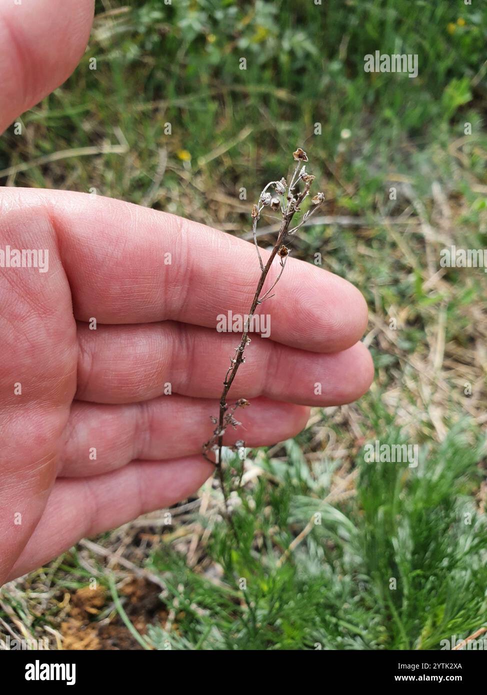Field Sagewort (Artemisia campestris Stock Photo - Alamy