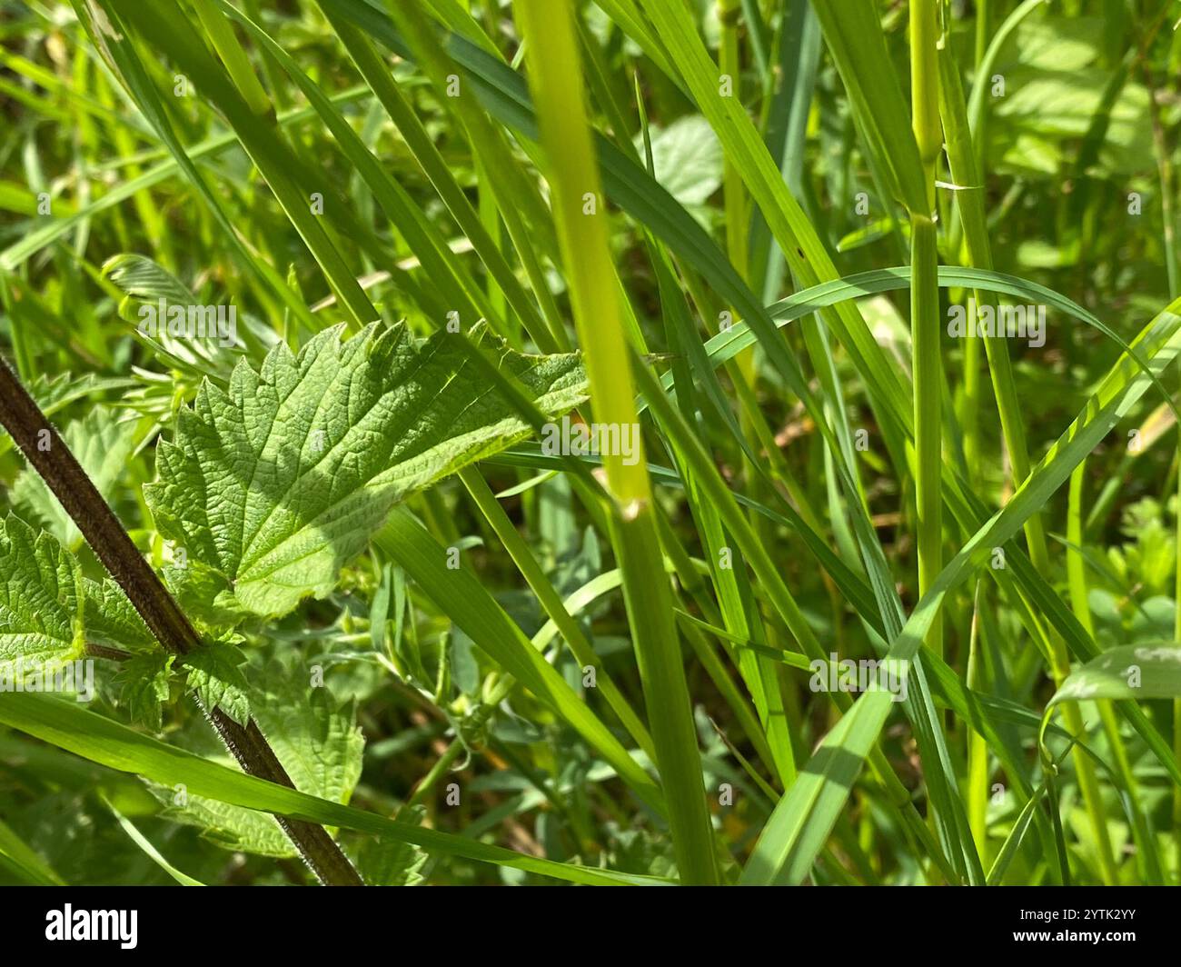 tall oat grass (Arrhenatherum elatius Stock Photo - Alamy