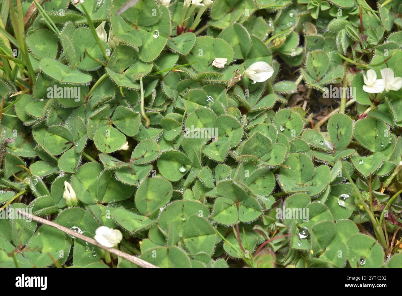 Subterranean Clover (Trifolium subterraneum Stock Photo - Alamy