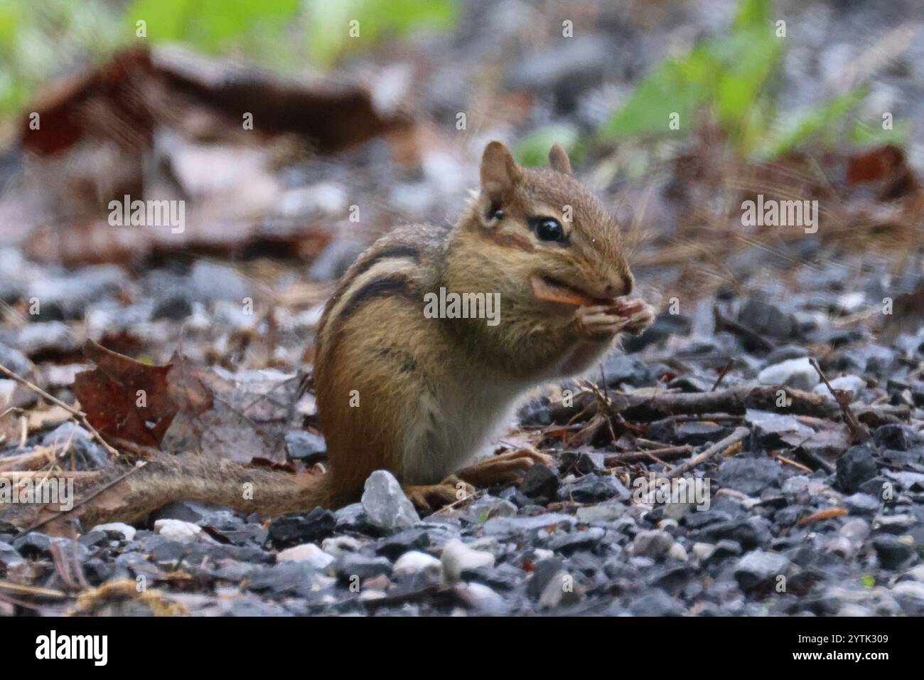 Eastern Chipmunk (Tamias striatus Stock Photo - Alamy