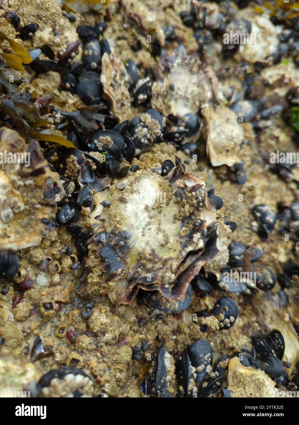 Pacific oyster magallana gigas hi-res stock photography and images - Alamy