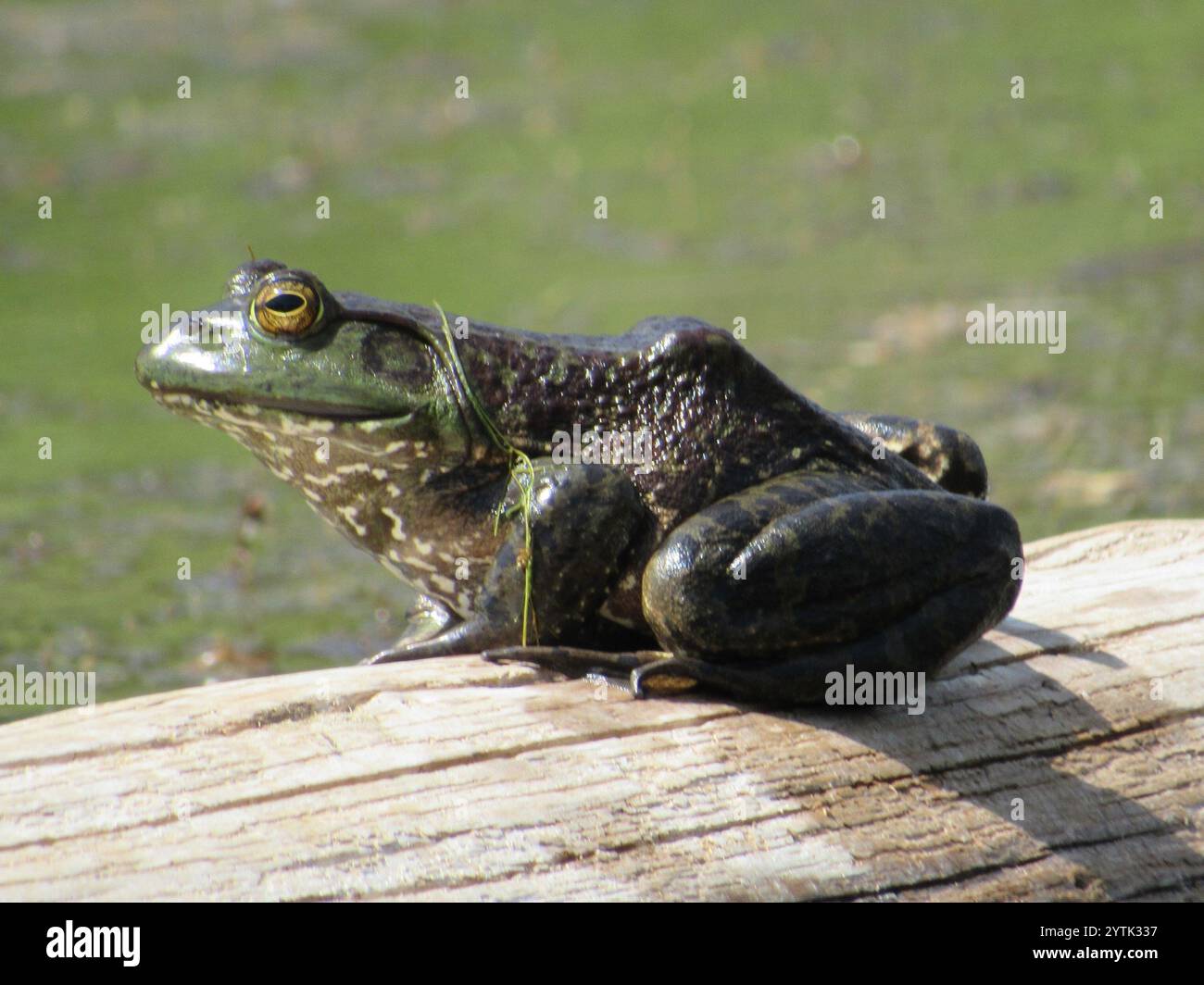 American Bullfrog (Lithobates catesbeianus Stock Photo - Alamy
