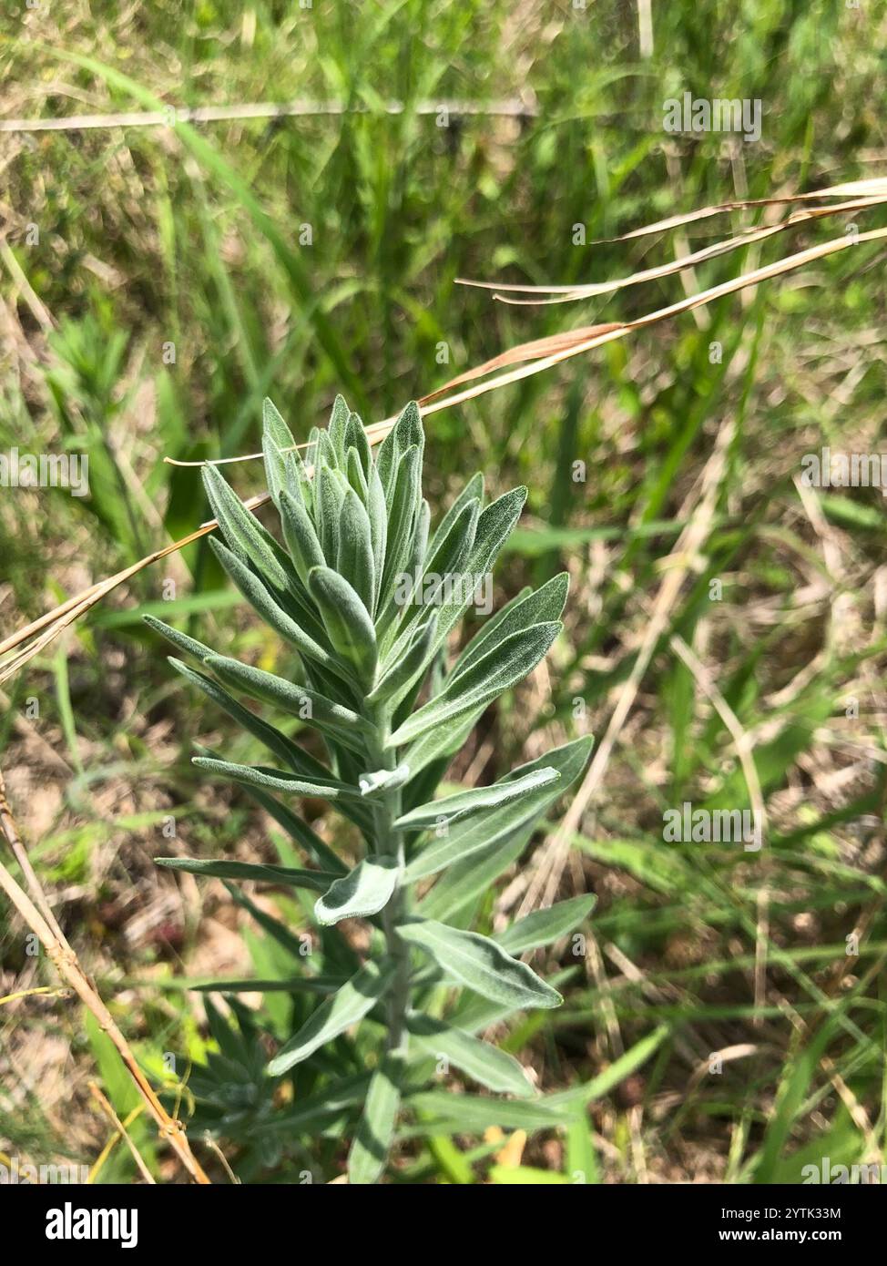 Appalachian blazing star hi-res stock photography and images - Alamy