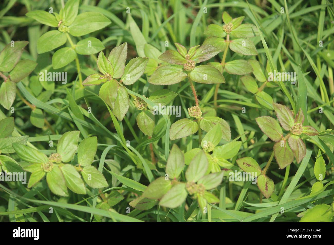Asthma plant (Euphorbia hirta Stock Photo - Alamy
