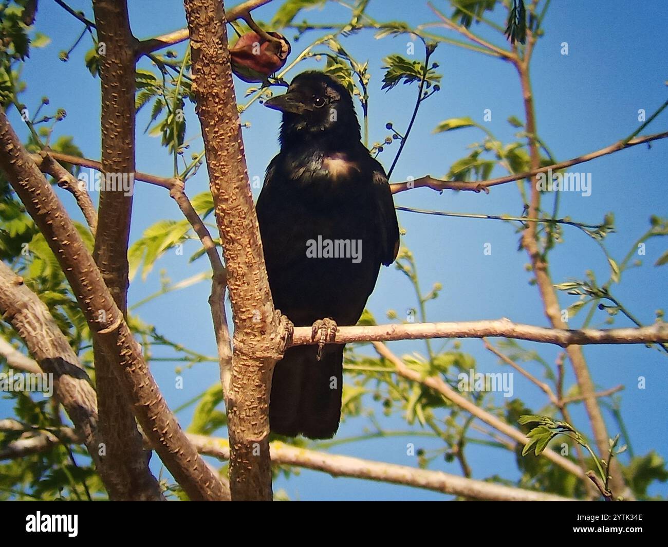 Sinaloa crow hi-res stock photography and images - Alamy