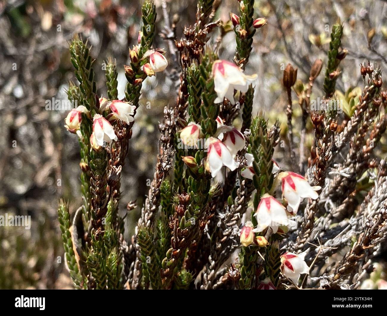 Himalayan heather (Cassiope fastigiata Stock Photo - Alamy