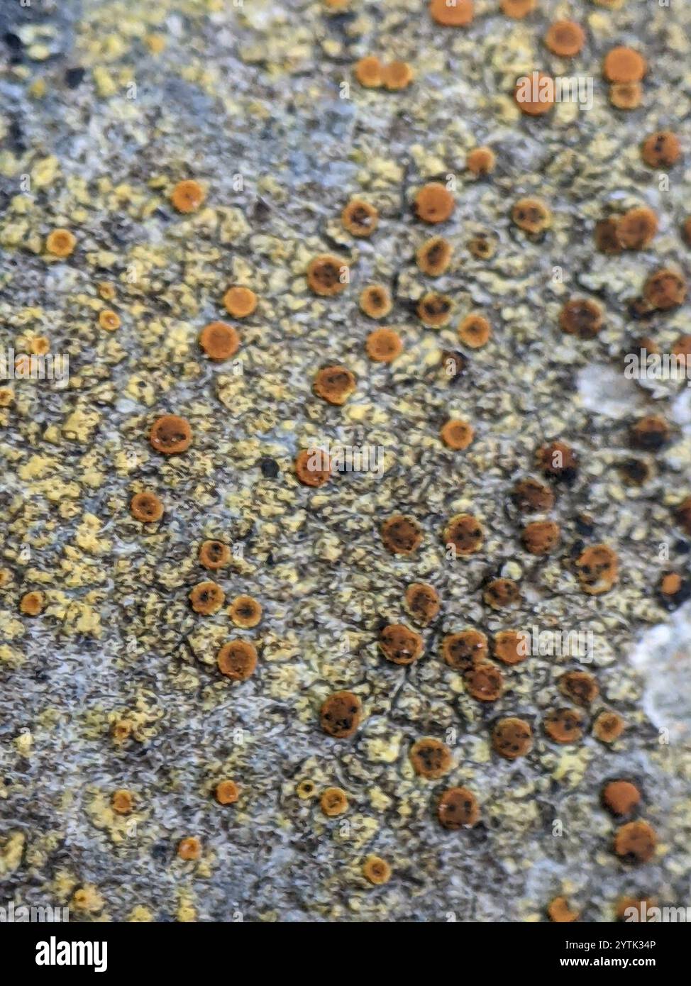 Sulphur Firedot (Gyalolechia flavovirescens Stock Photo - Alamy