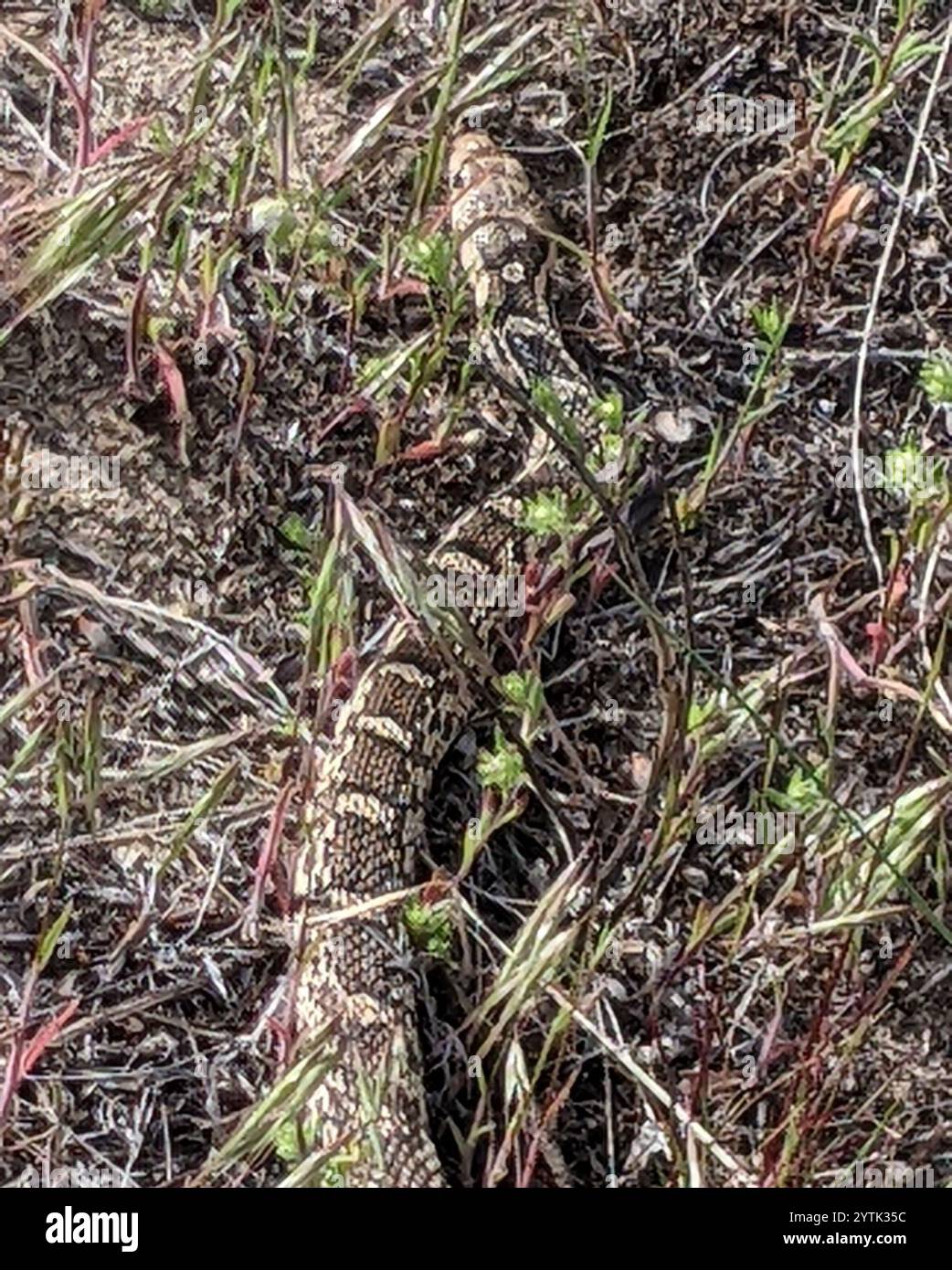 Great Basin Gopher Snake (Pituophis catenifer deserticola Stock Photo ...