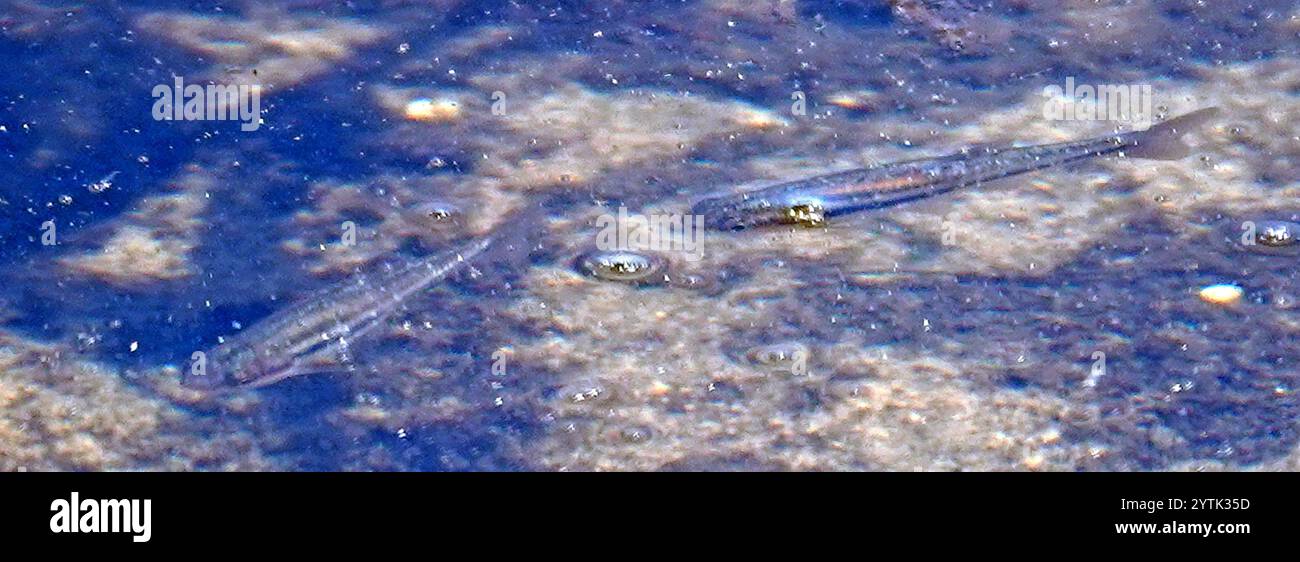 Northern Redbelly Dace (Chrosomus eos Stock Photo - Alamy