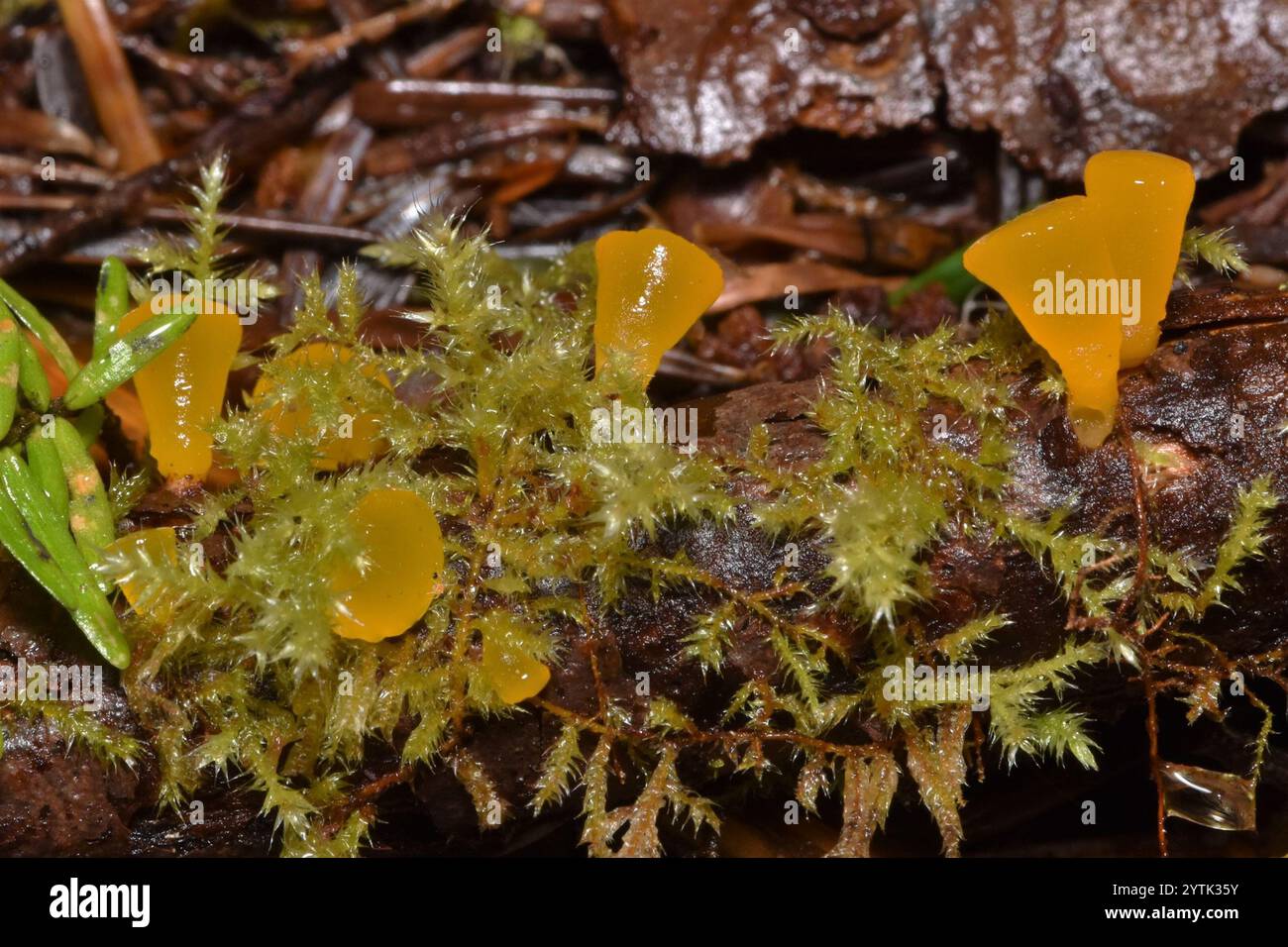 alpine jelly cone (Guepiniopsis alpina Stock Photo - Alamy