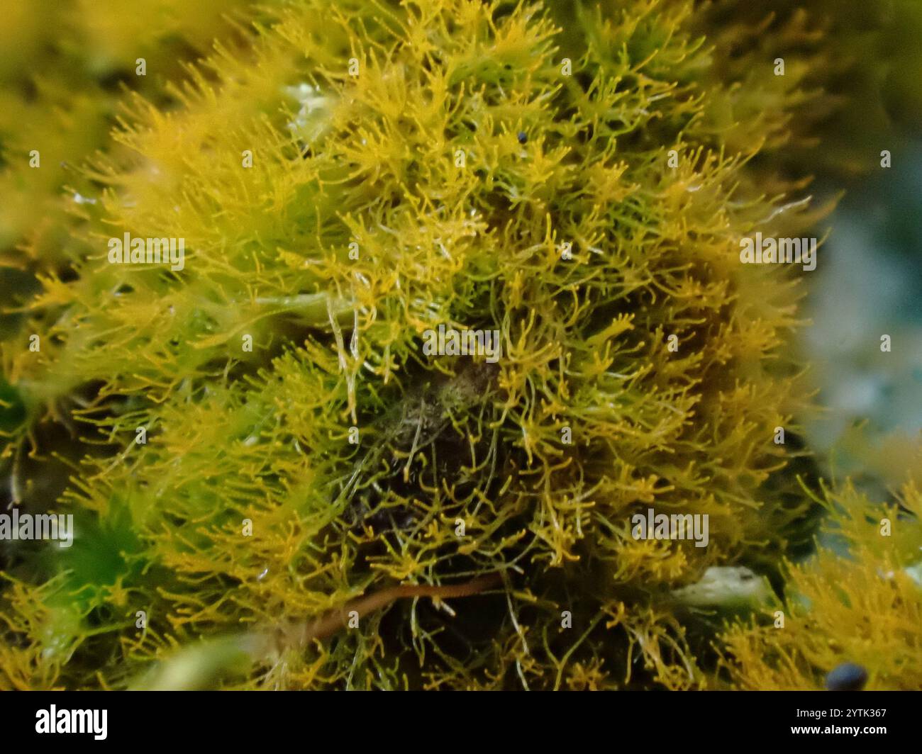 green algae (Chlorophyta Stock Photo - Alamy