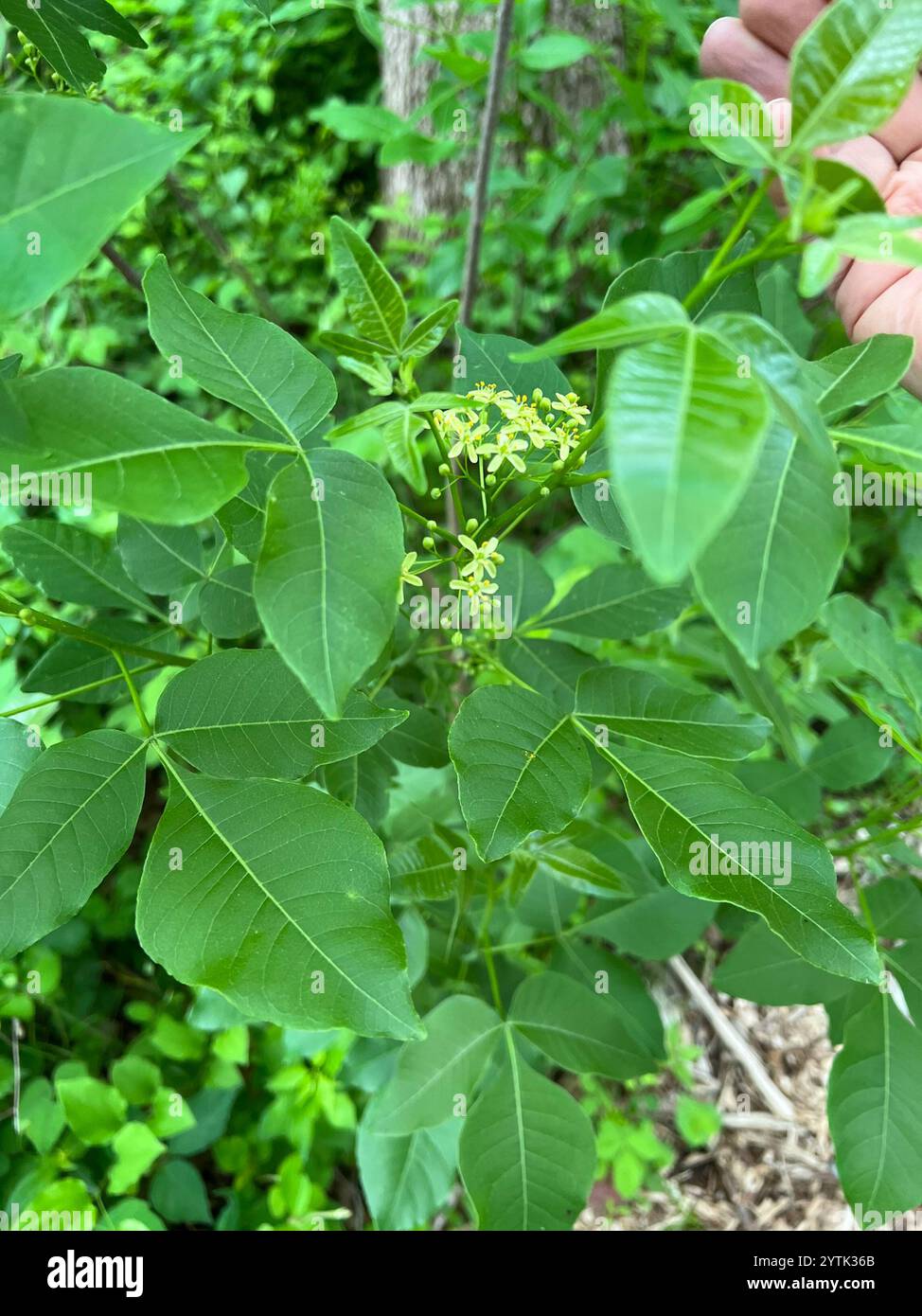 common hoptree (Ptelea trifoliata Stock Photo - Alamy