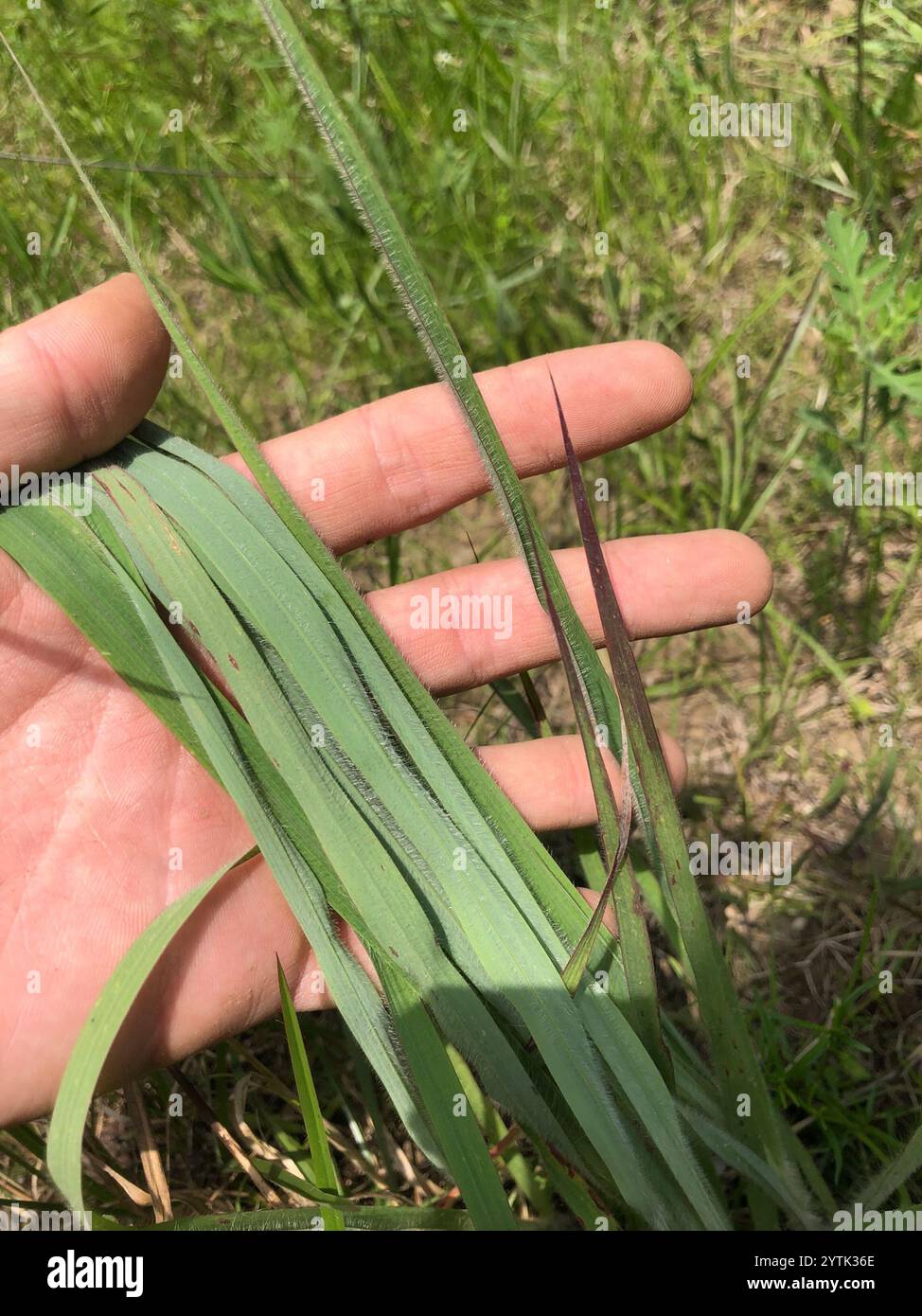 Florida paspalum (Paspalum floridanum Stock Photo - Alamy