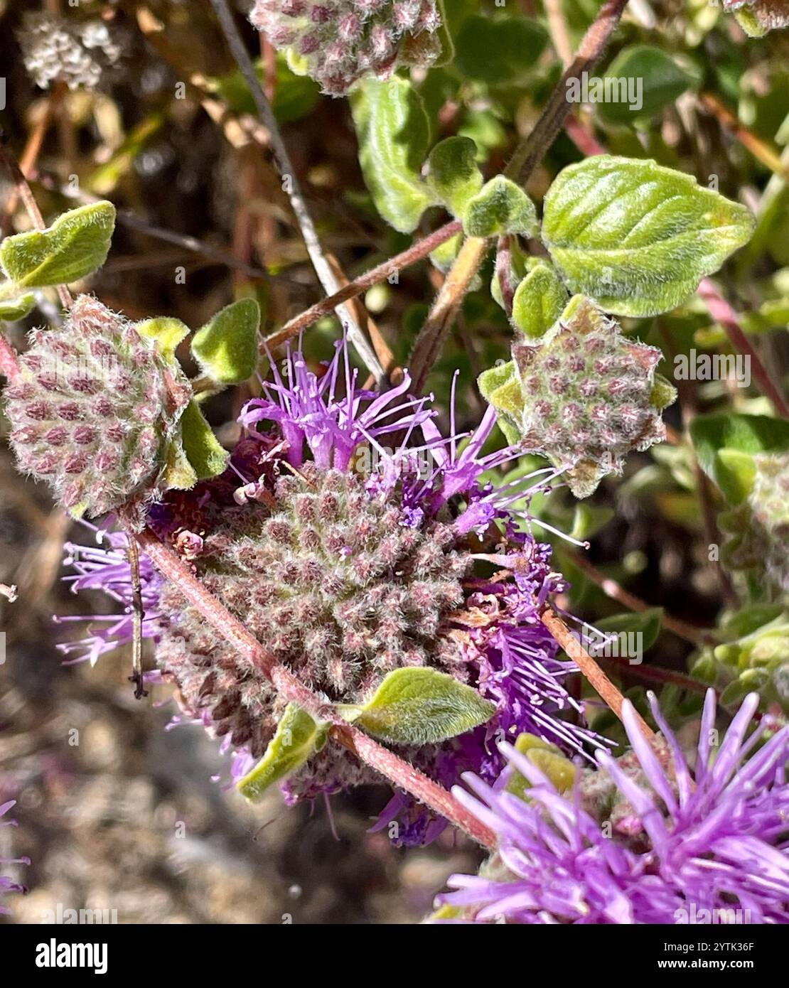 Coyote Mint (Monardella villosa Stock Photo - Alamy