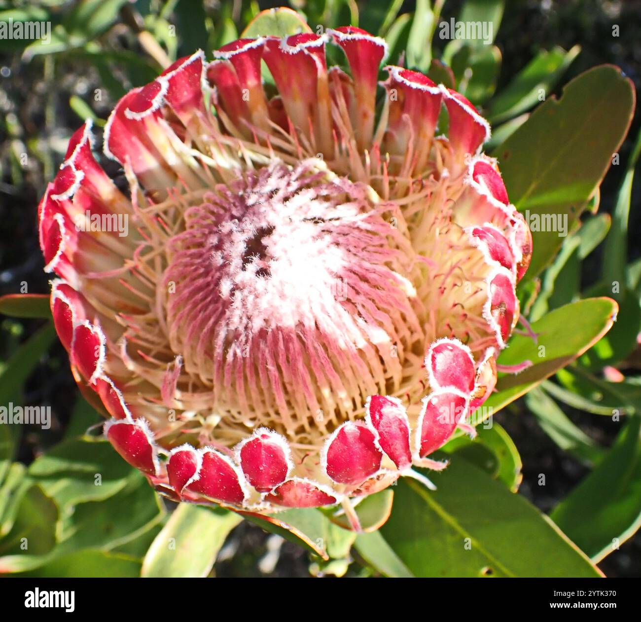 Limestone Sugarbush (Protea obtusifolia Stock Photo - Alamy