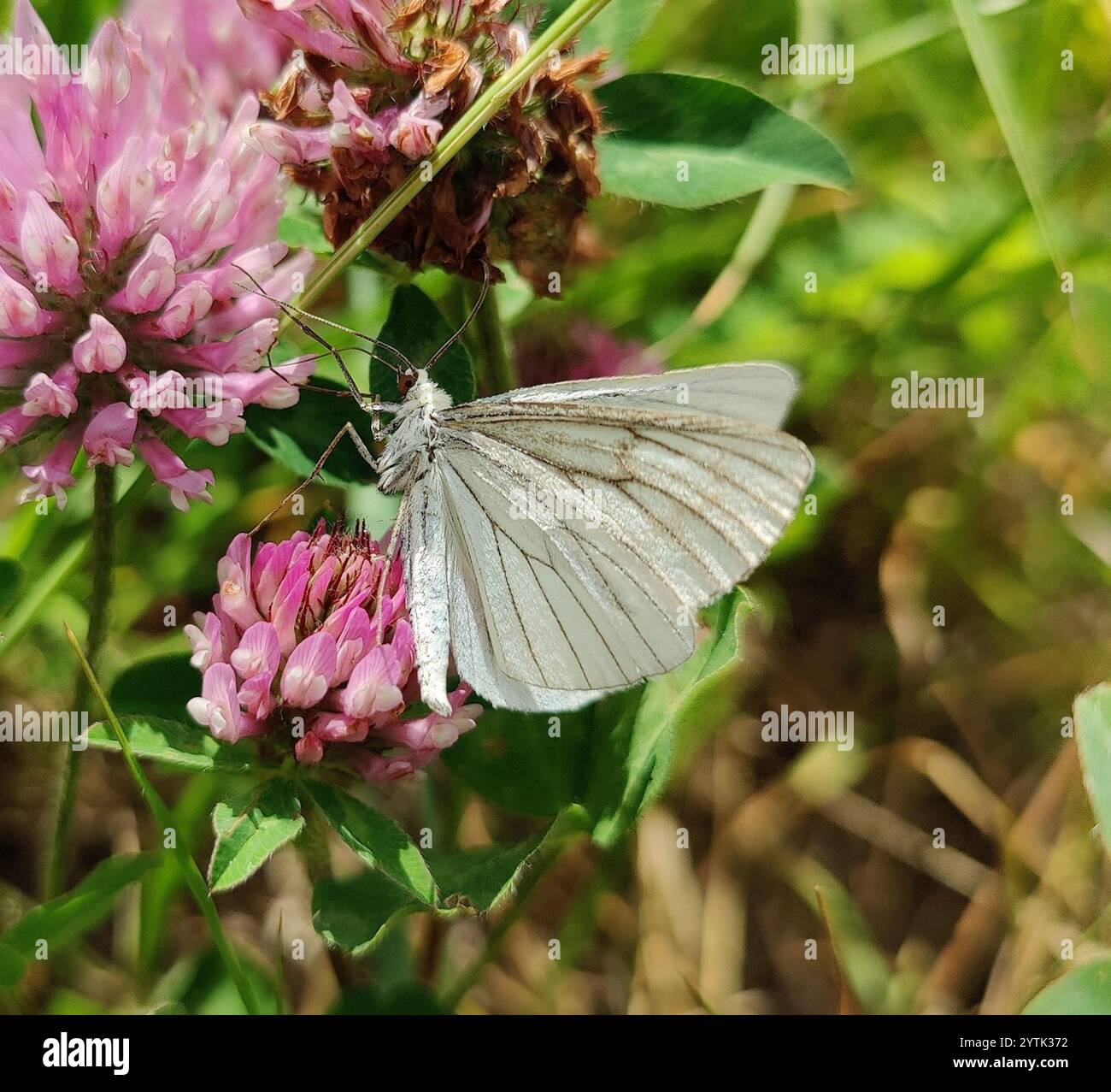 Black-veined Moth (Siona lineata Stock Photo - Alamy