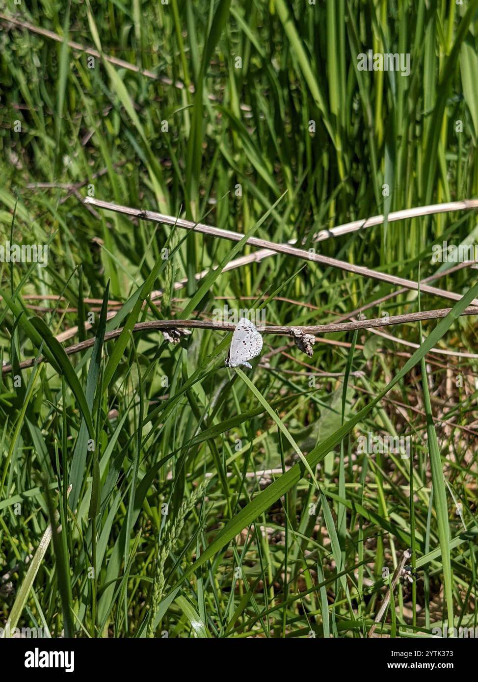Northern Azure (Celastrina lucia Stock Photo - Alamy