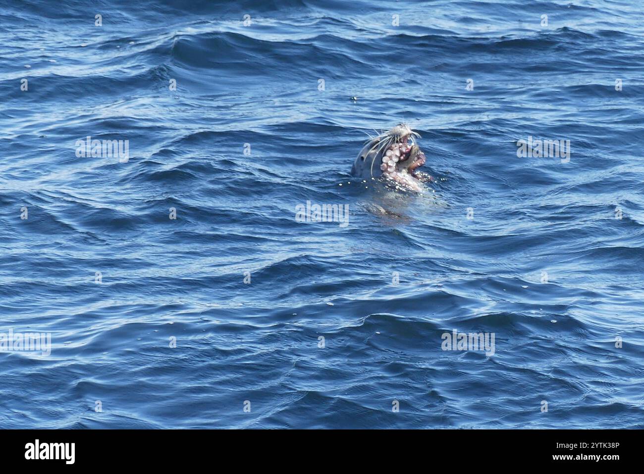Giant Pacific Octopus (Enteroctopus dofleini Stock Photo - Alamy