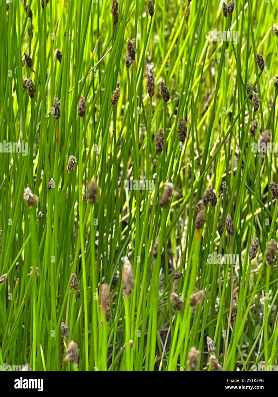 Blunt Spikerush (Eleocharis obtusa Stock Photo - Alamy