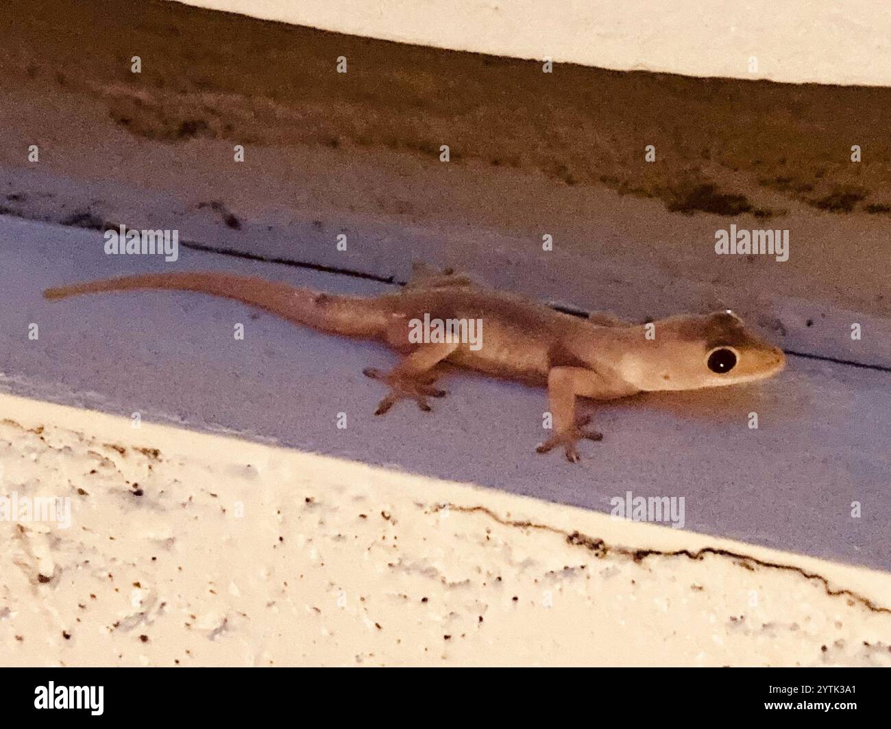 Tropical House Gecko (Hemidactylus mabouia Stock Photo - Alamy