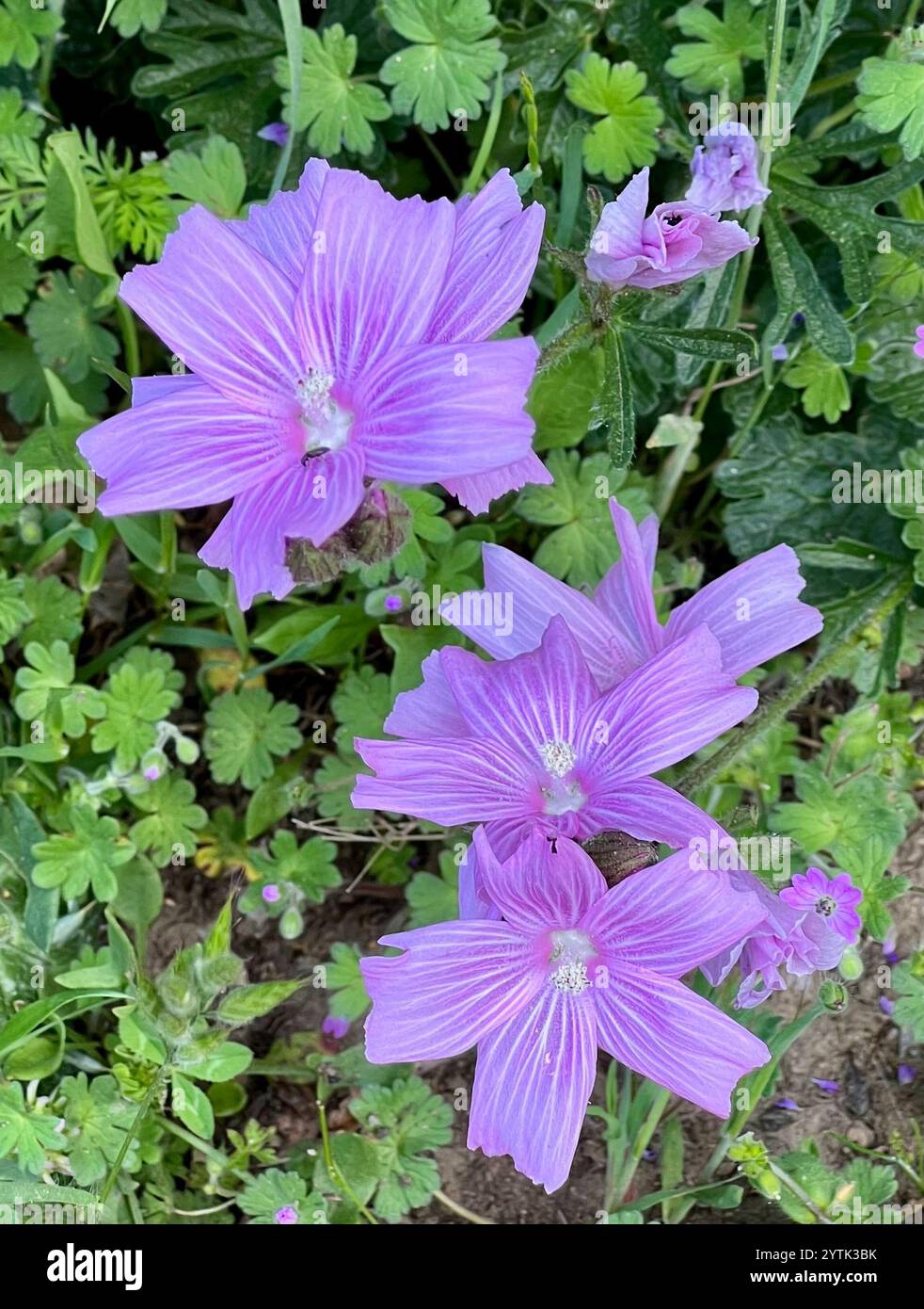 checkerbloom (Sidalcea malviflora Stock Photo - Alamy