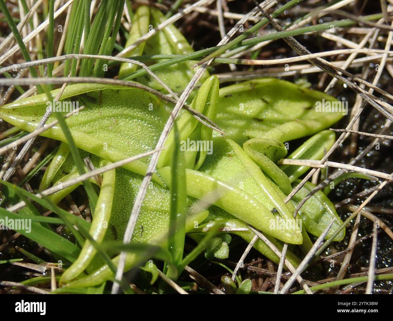 Common Butterwort (Pinguicula vulgaris Stock Photo - Alamy