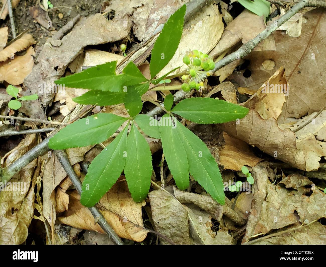 dwarf ginseng (Panax trifolius Stock Photo - Alamy