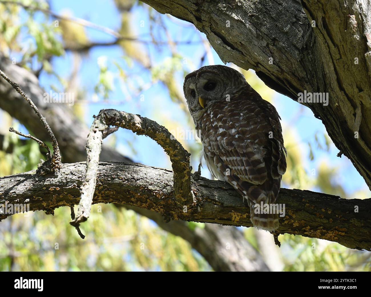 Barred Owl (Strix varia Stock Photo - Alamy