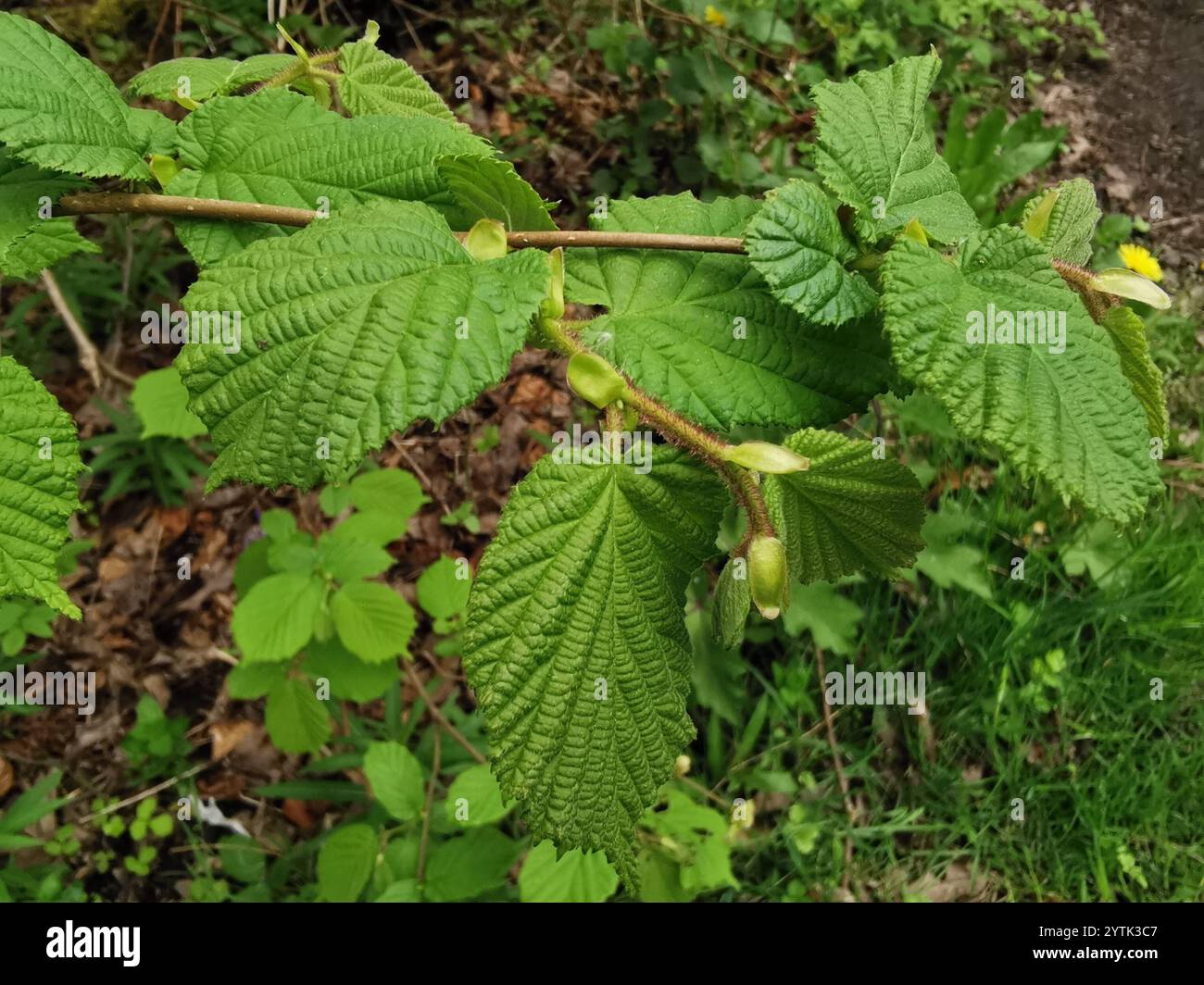 common hazel (Corylus avellana Stock Photo - Alamy