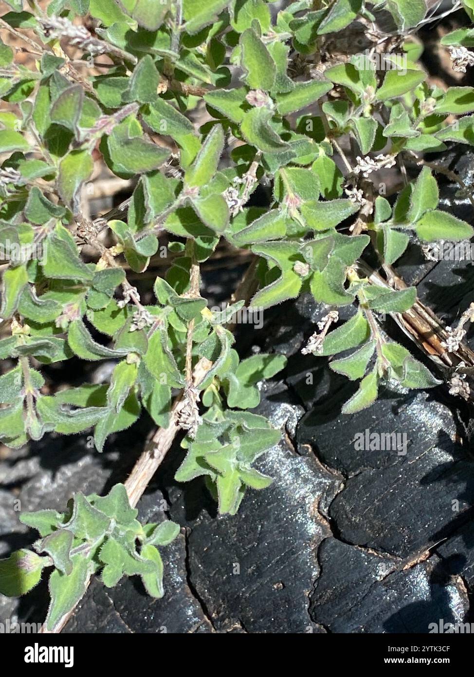 Rotundifolius hi-res stock photography and images - Alamy