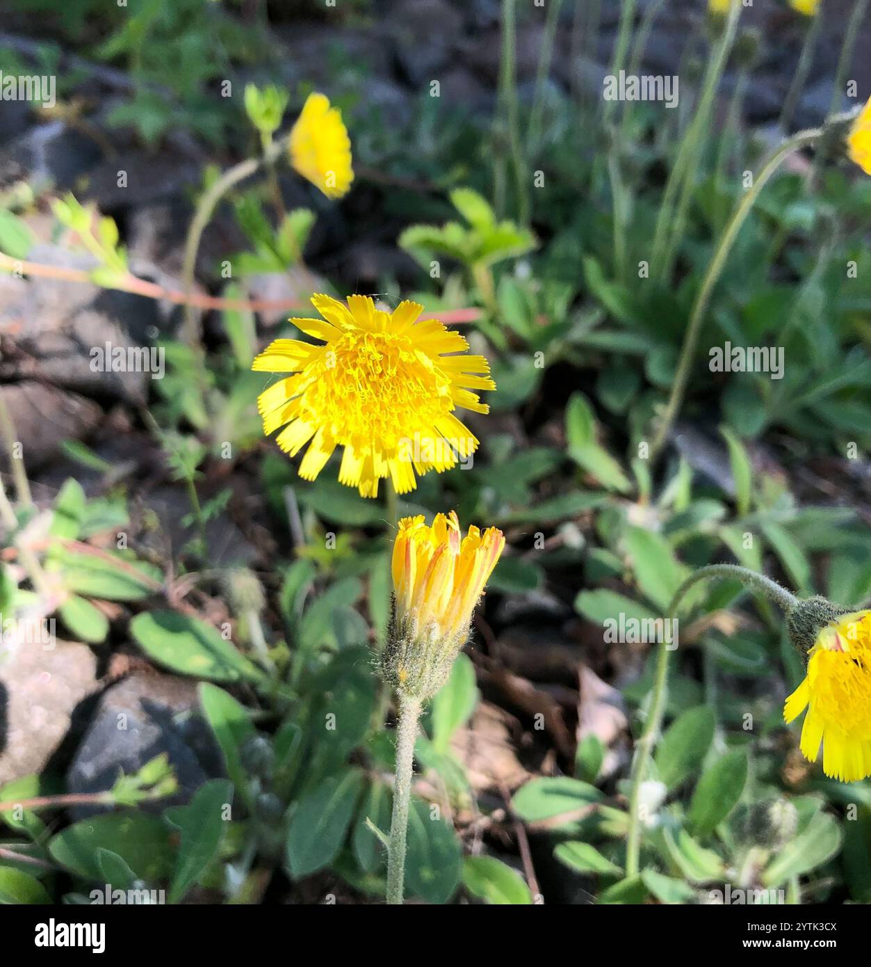 mouse-eared hawkweed (Pilosella officinarum Stock Photo - Alamy