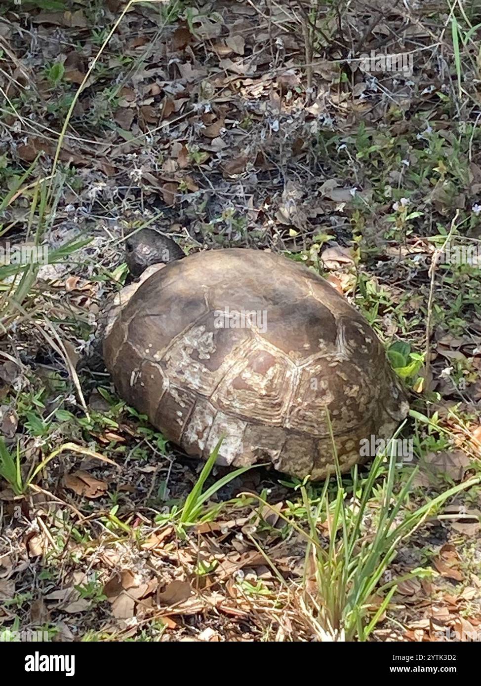 Gopher Tortoise (Gopherus polyphemus Stock Photo - Alamy