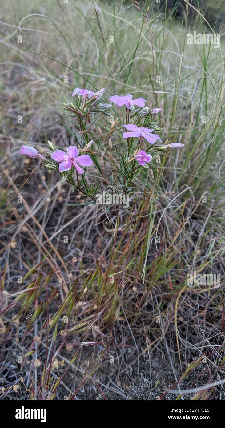 Longleaf Phlox (Phlox longifolia Stock Photo - Alamy