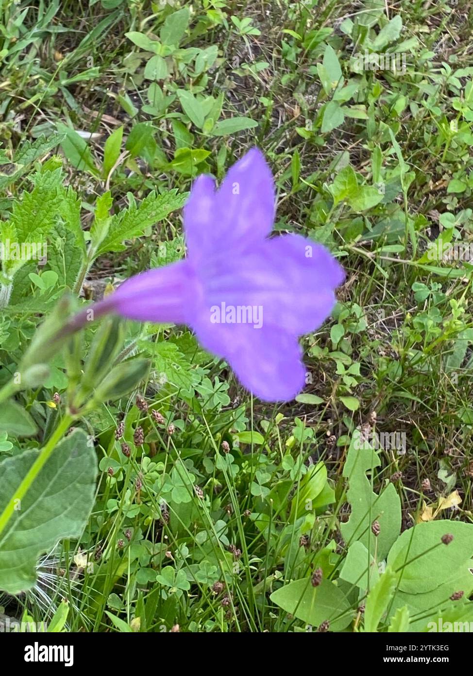 violet ruellia (Ruellia nudiflora Stock Photo - Alamy