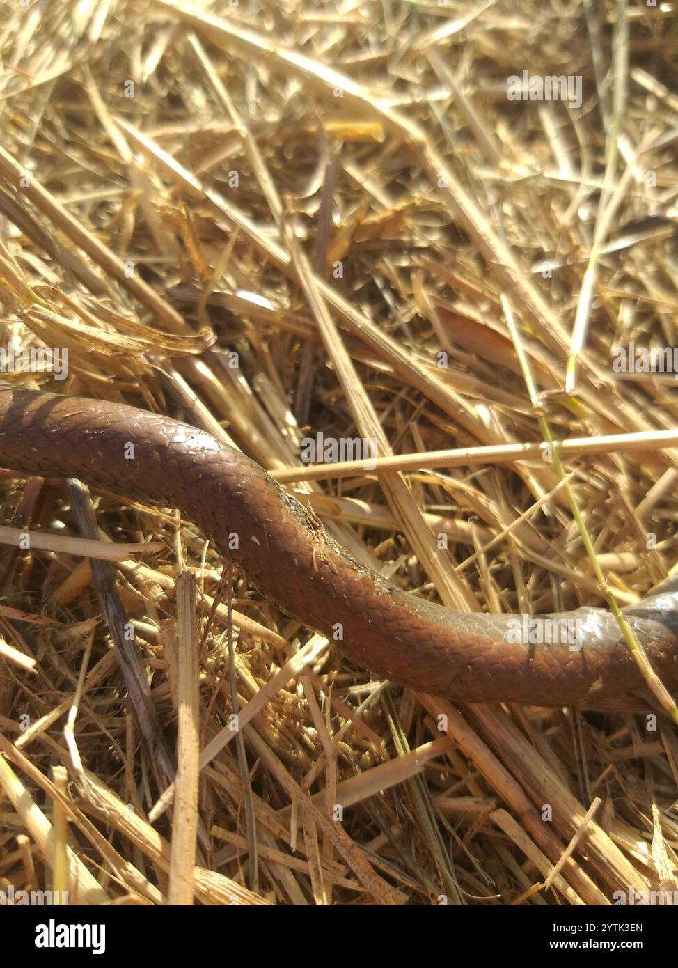Common Slug-eater (Duberria lutrix Stock Photo - Alamy