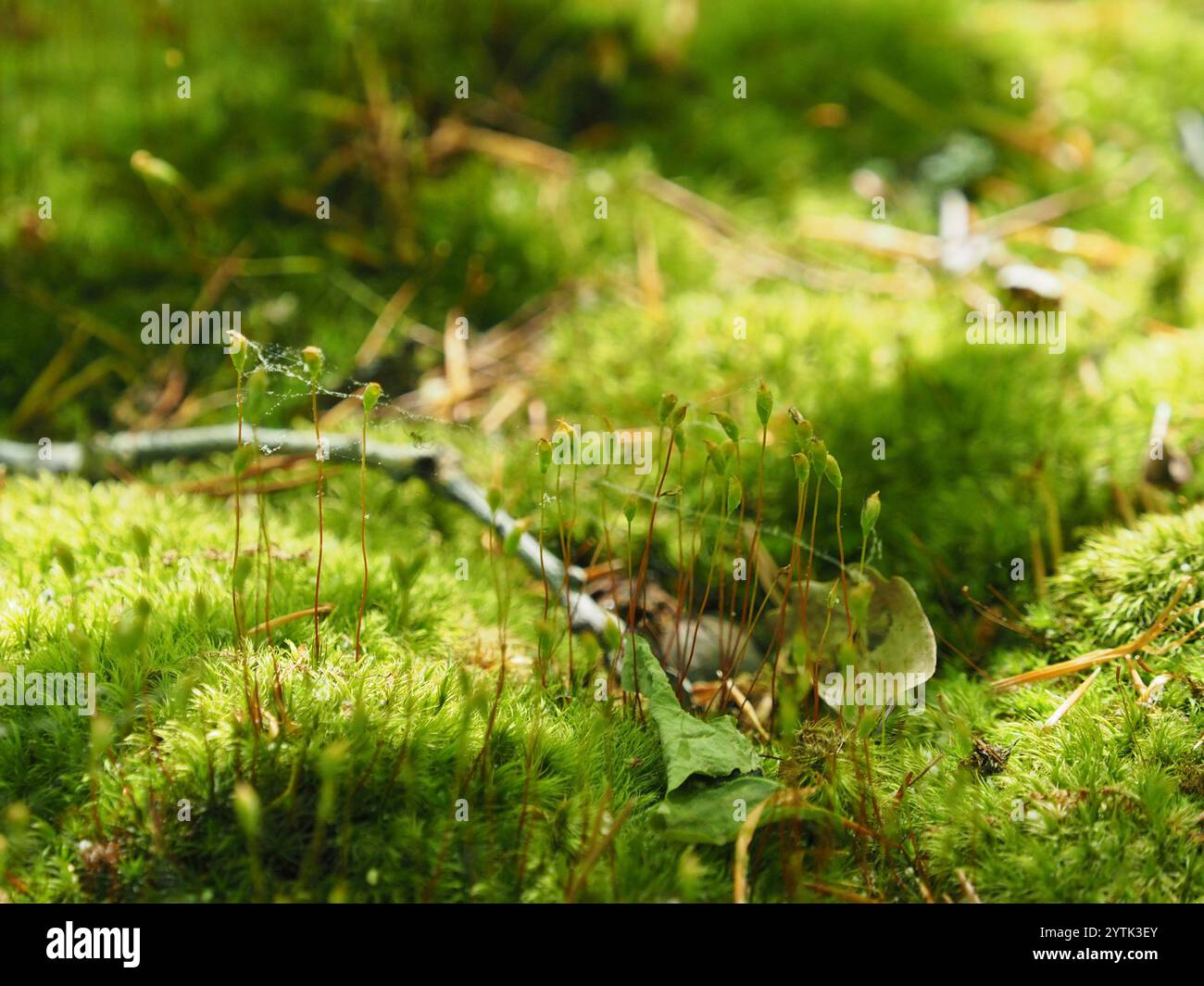 Ditrichum hi-res stock photography and images - Alamy