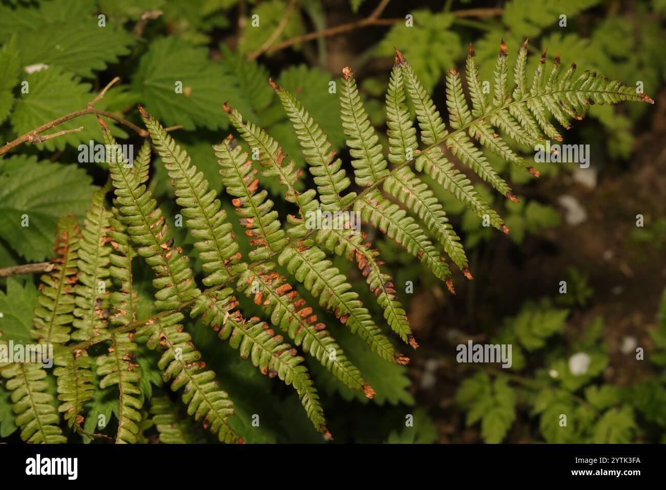 Scaly male fern (Dryopteris affinis Stock Photo - Alamy