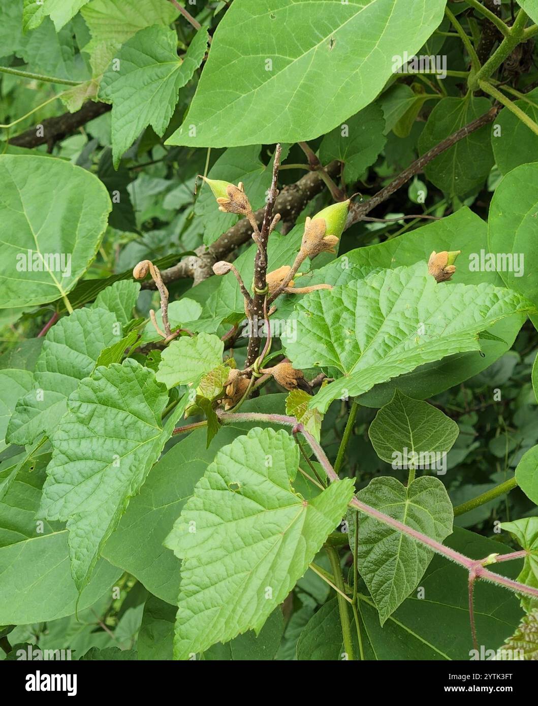 princess tree (Paulownia tomentosa Stock Photo - Alamy