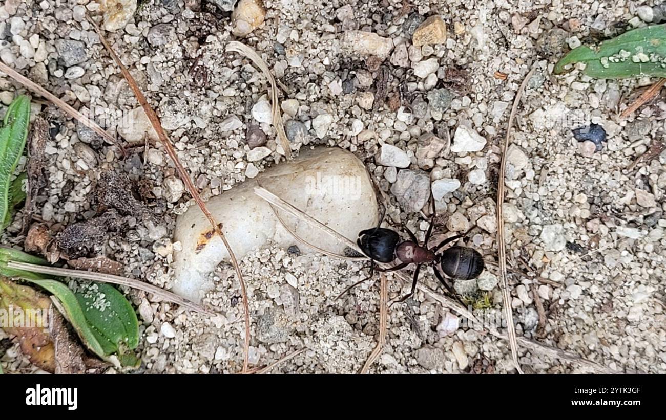 Bicolored Carpenter Ant (Camponotus vicinus Stock Photo - Alamy