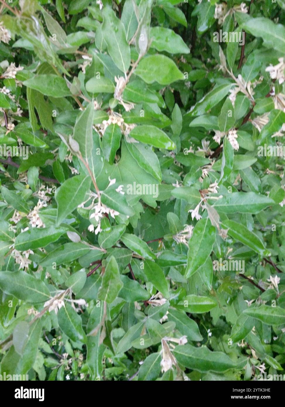 autumn olive (Elaeagnus umbellata Stock Photo - Alamy
