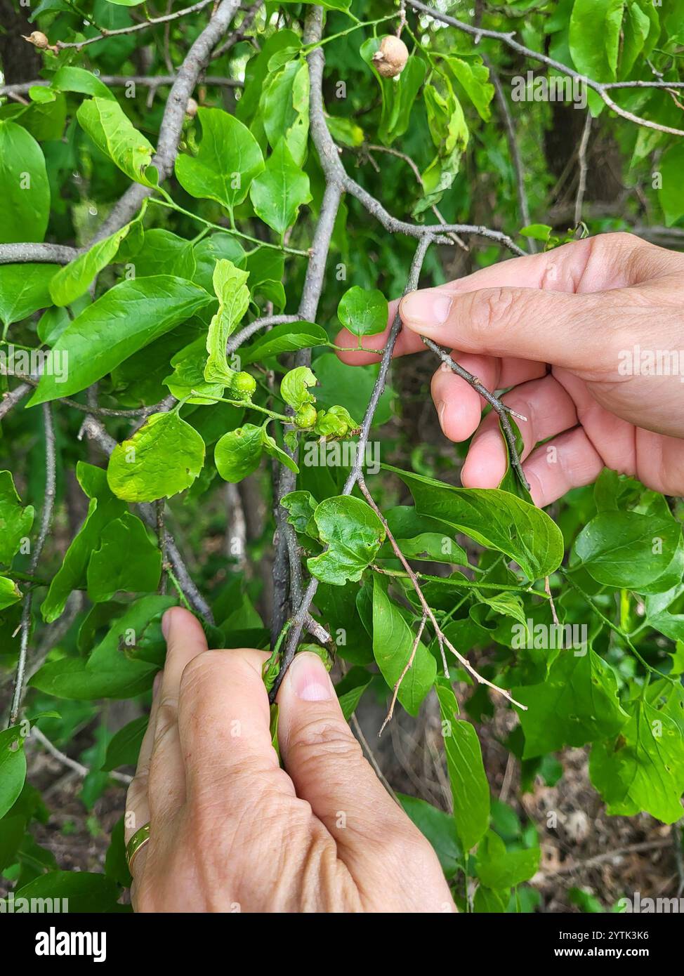 sugar hackberry (Celtis laevigata Stock Photo - Alamy