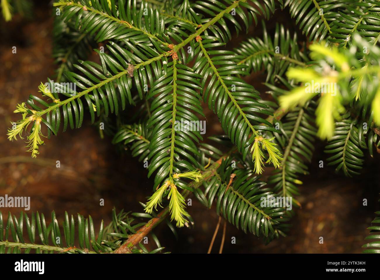 common yew (Taxus baccata Stock Photo - Alamy
