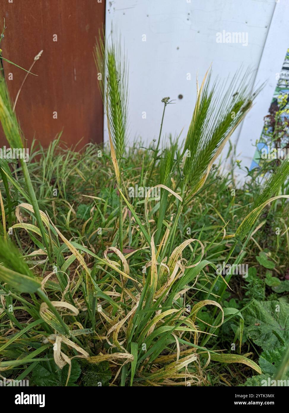 wall barley (Hordeum murinum Stock Photo - Alamy