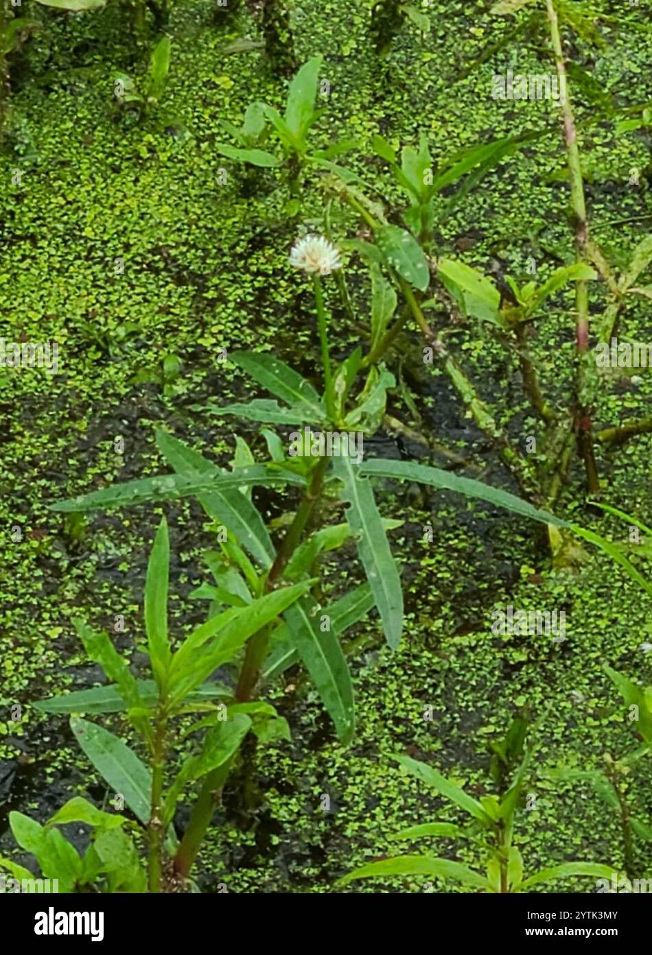 Alligatorweed (Alternanthera philoxeroides Stock Photo - Alamy