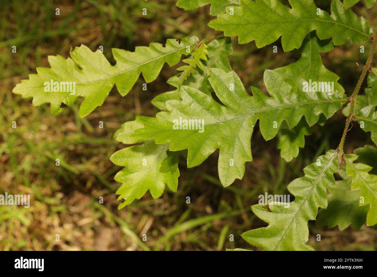Turkey Oak (Quercus cerris Stock Photo - Alamy