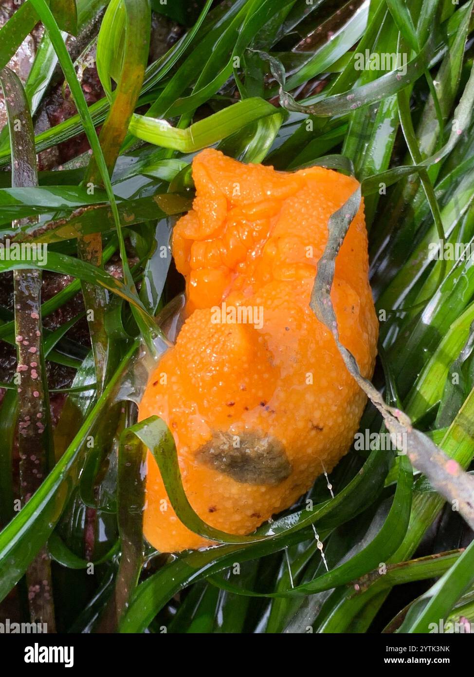 Monterey Dorid (Doris montereyensis Stock Photo - Alamy