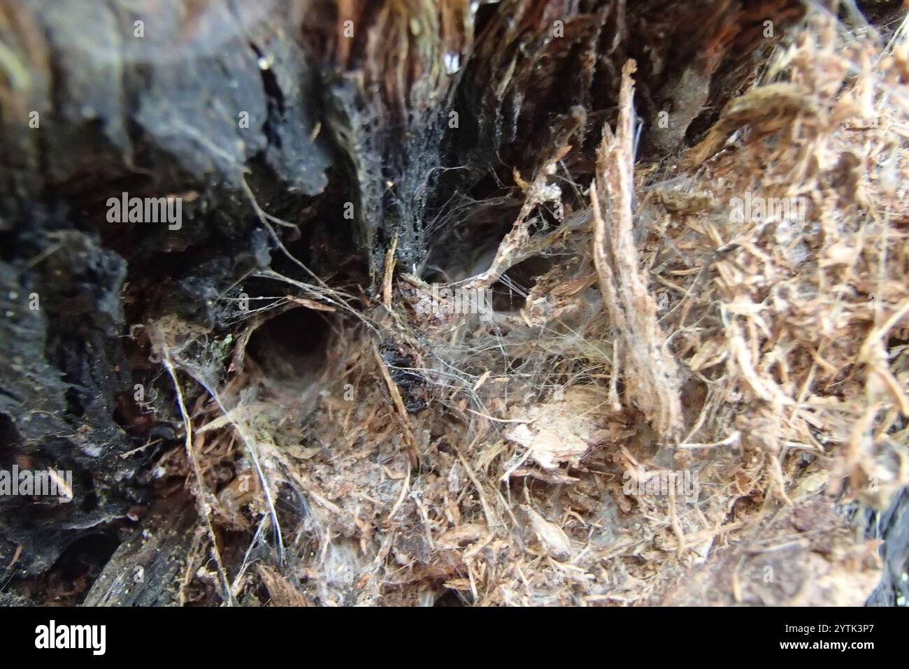 Hadronyche hi-res stock photography and images - Alamy